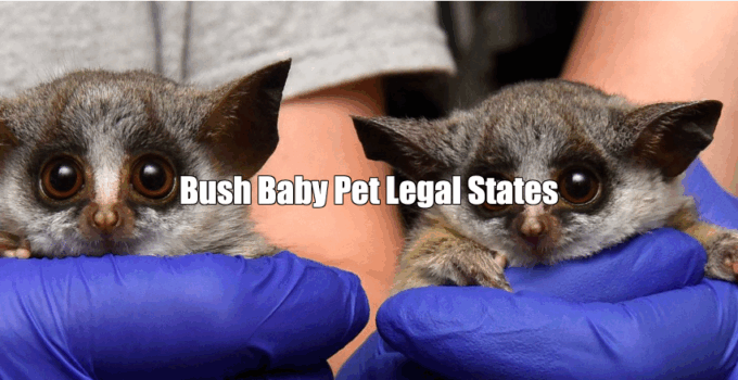 Bush Baby Pet Legal States in the USA